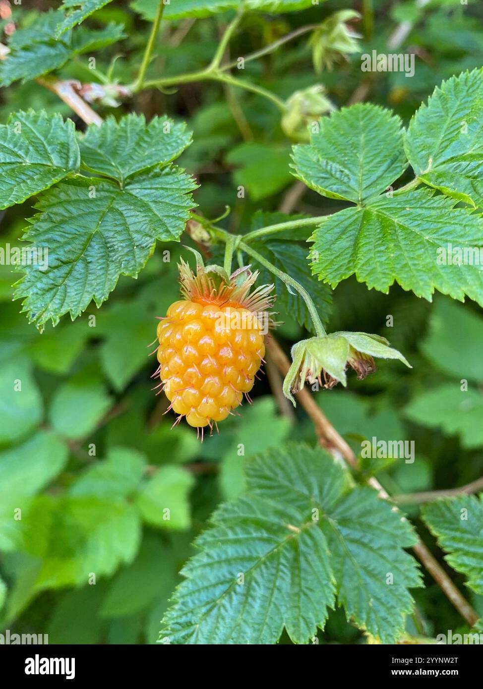 Salmonberry (Rubus spectabilis Stock Photo - Alamy