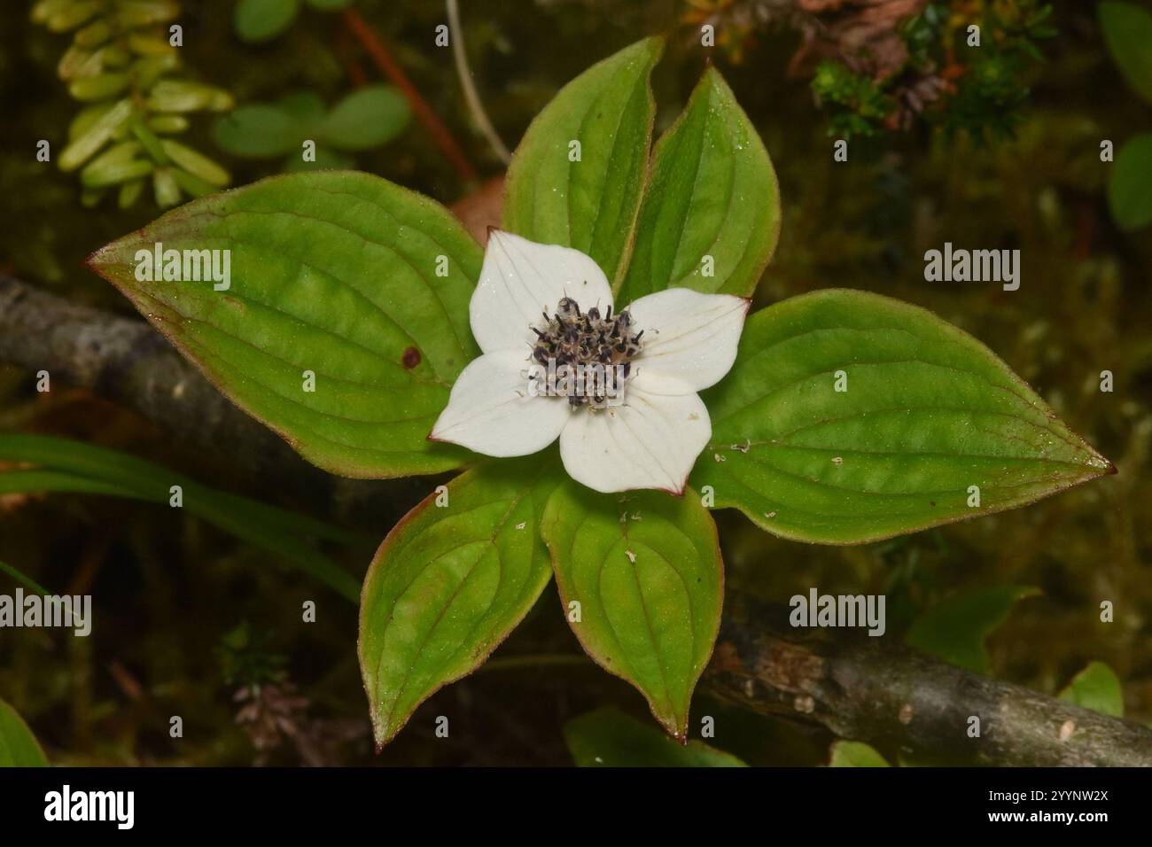 Western Bunchberry (Cornus unalaschkensis Stock Photo - Alamy