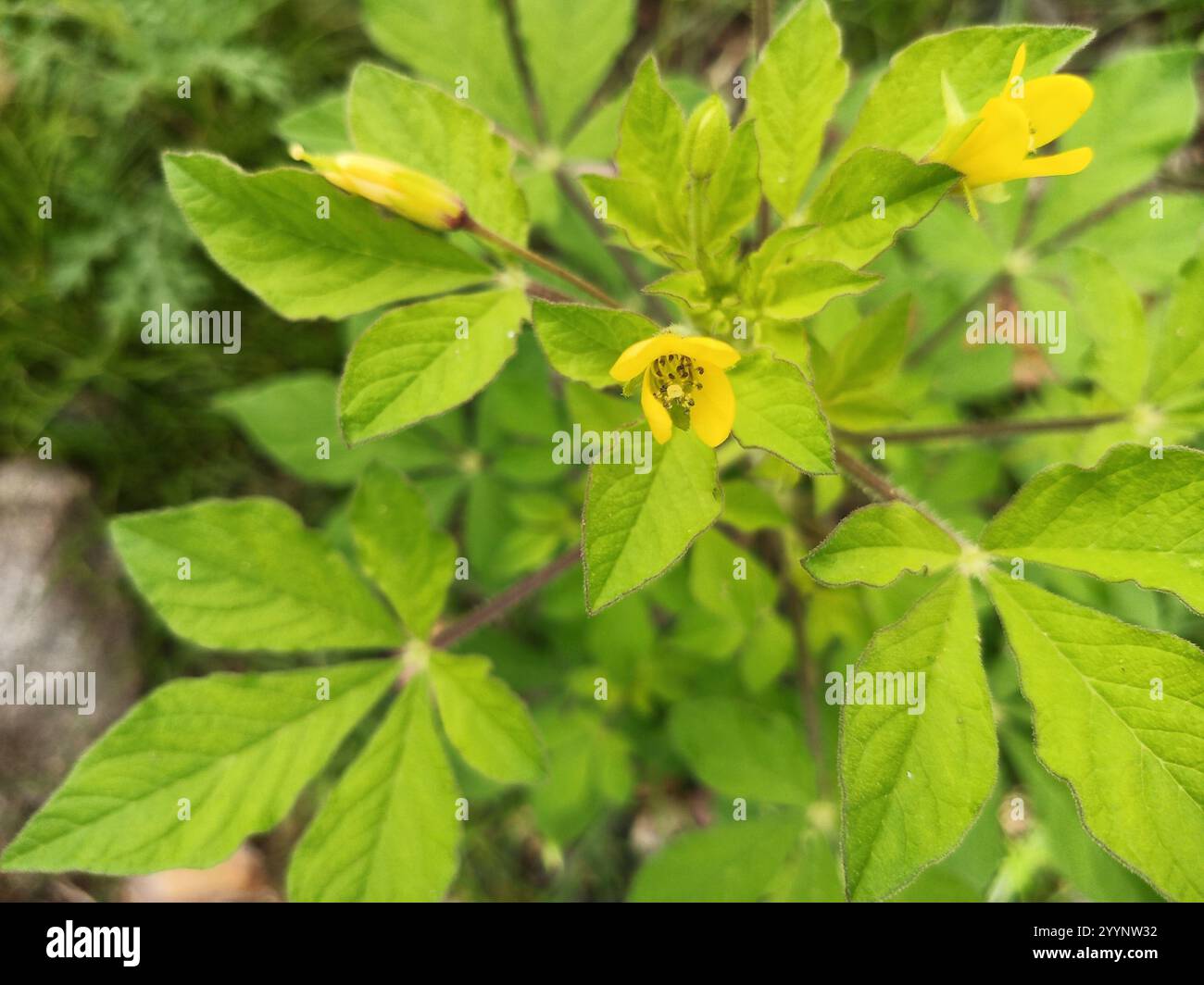 Asian spiderflower (Cleome viscosa Stock Photo - Alamy