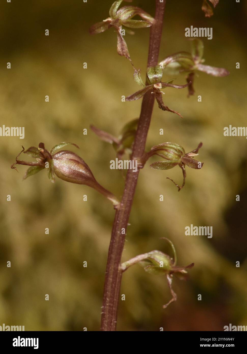 Heartleaf Twayblade (Neottia cordata Stock Photo - Alamy
