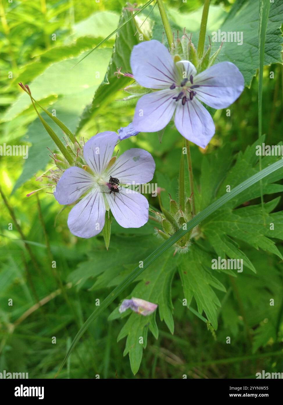 woolly cranesbill (Geranium erianthum Stock Photo - Alamy