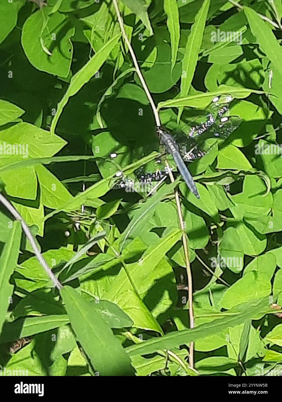 Spangled Skimmer (Libellula cyanea Stock Photo - Alamy