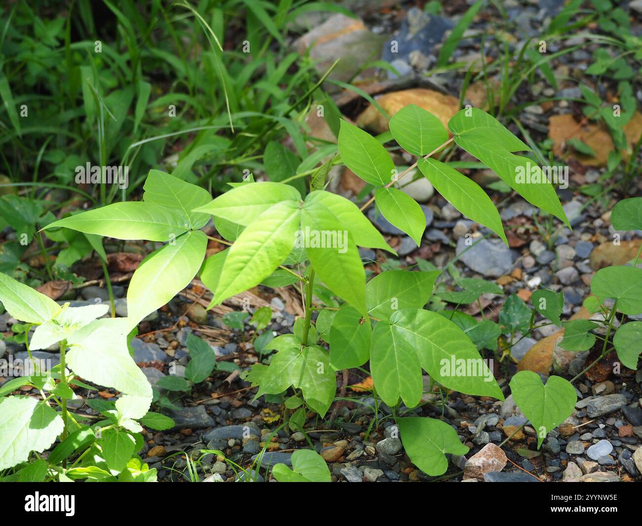 Coffee Senna (Senna occidentalis Stock Photo - Alamy