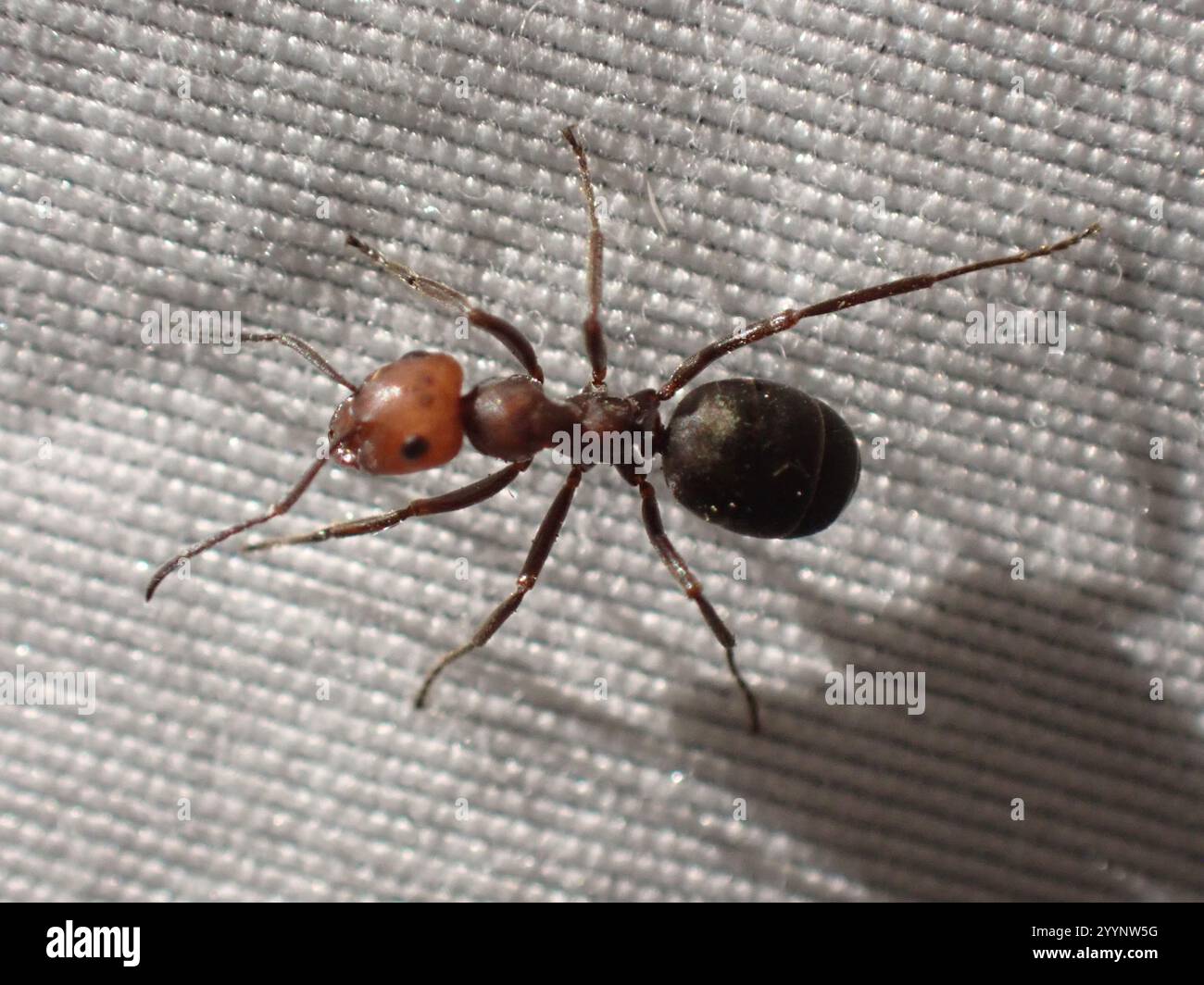 Wood, Mound, and Field Ants (Formica Stock Photo - Alamy