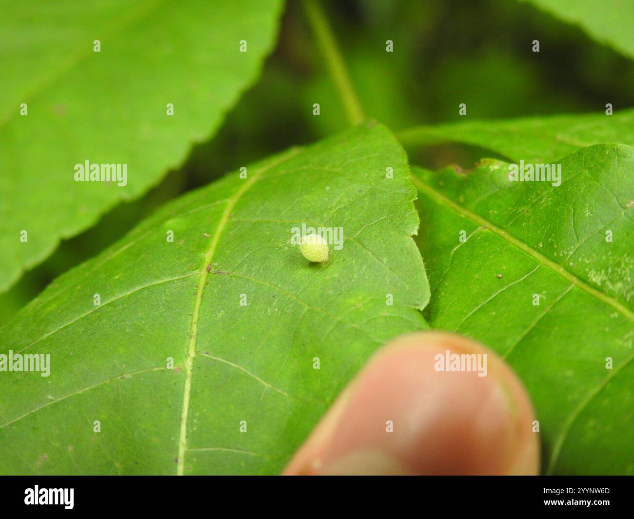 Hickory Sticky Ginger Jar Gall Midge (Caryomyia viscidolium Stock Photo ...