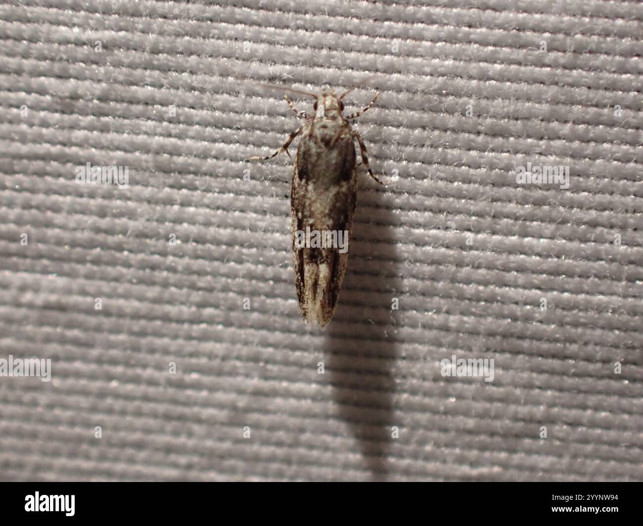 Lesser Bud Moth (Recurvaria nanella Stock Photo - Alamy