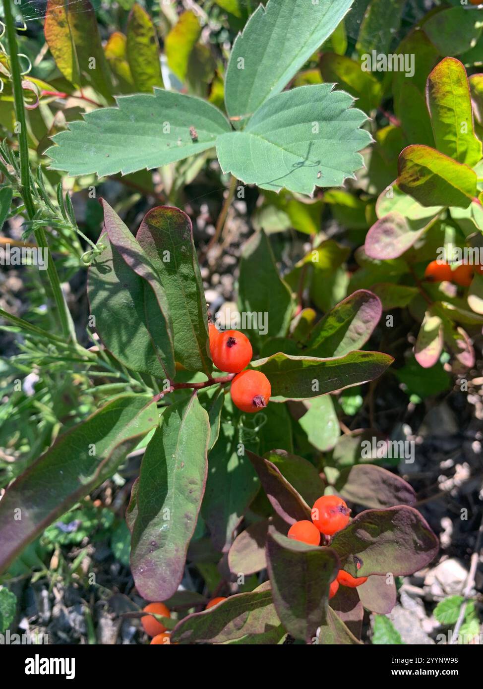 Northern Comandra (Geocaulon lividum Stock Photo - Alamy
