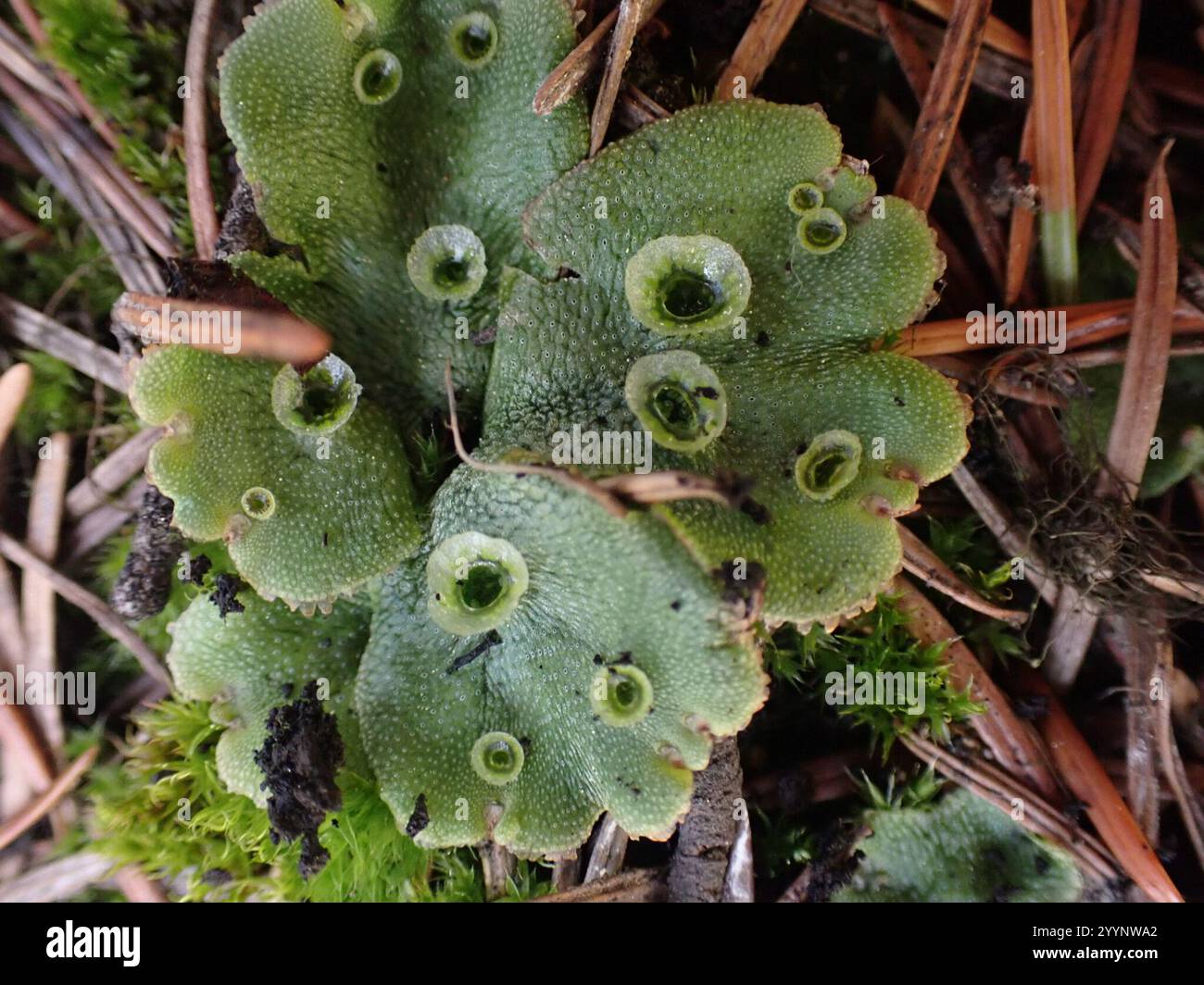 Common Liverwort (Marchantia polymorpha Stock Photo - Alamy