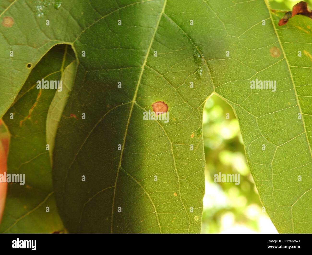 Contarinia hi-res stock photography and images - Alamy
