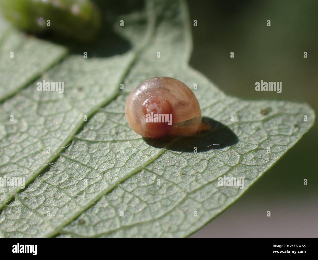 Common Land Snails and Slugs (Stylommatophora Stock Photo - Alamy