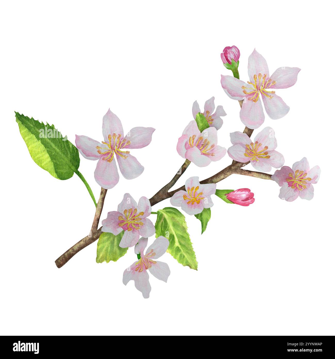 Apple tree flower clip art isolated on white Stock Photo - Alamy