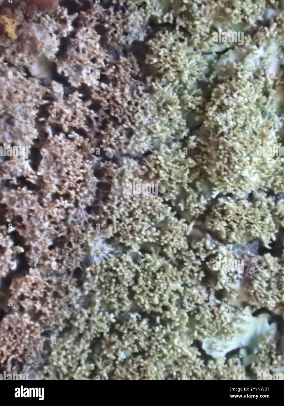 spindles and structured lichens (Cladoniaceae Stock Photo - Alamy