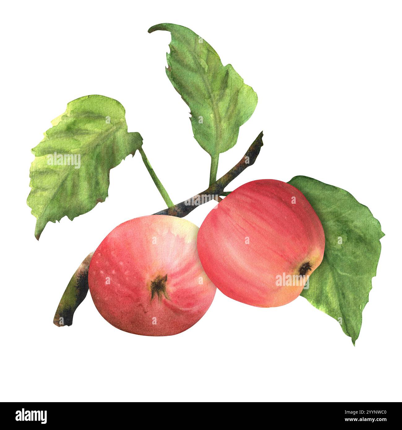 An apple tree branch with two ripe fresh red apples and green leaves ...