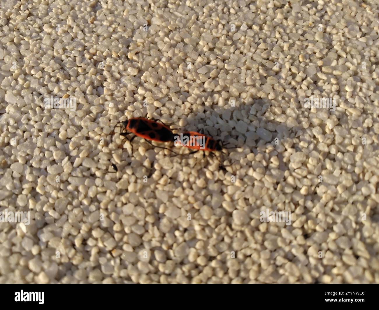 European Firebug (Pyrrhocoris apterus Stock Photo - Alamy