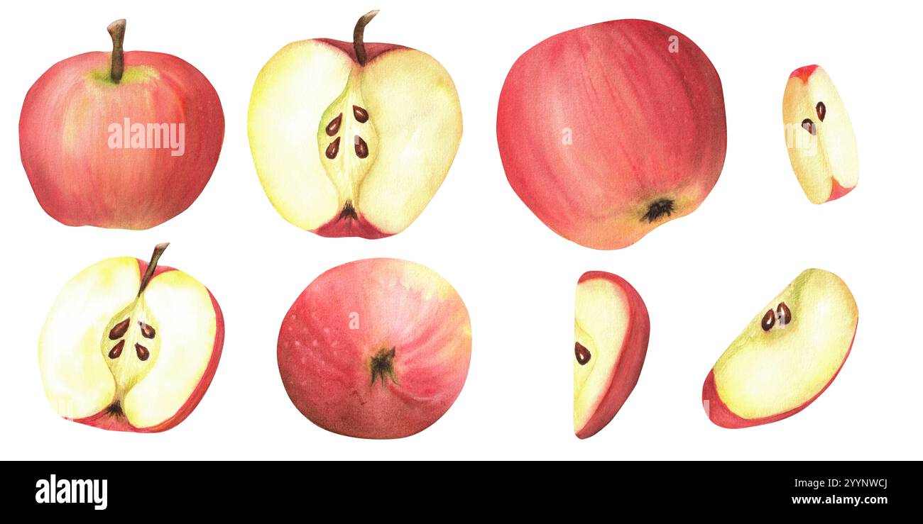 A bundle of red fresh apples, halves and slices. Hand-drawn watercolor ...