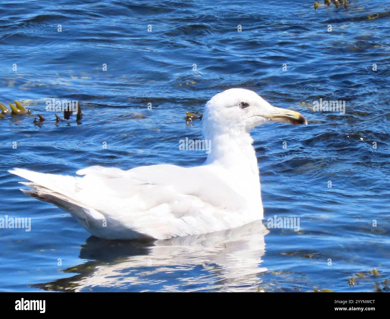 Glaucous-winged Gull (Larus glaucescens Stock Photo - Alamy