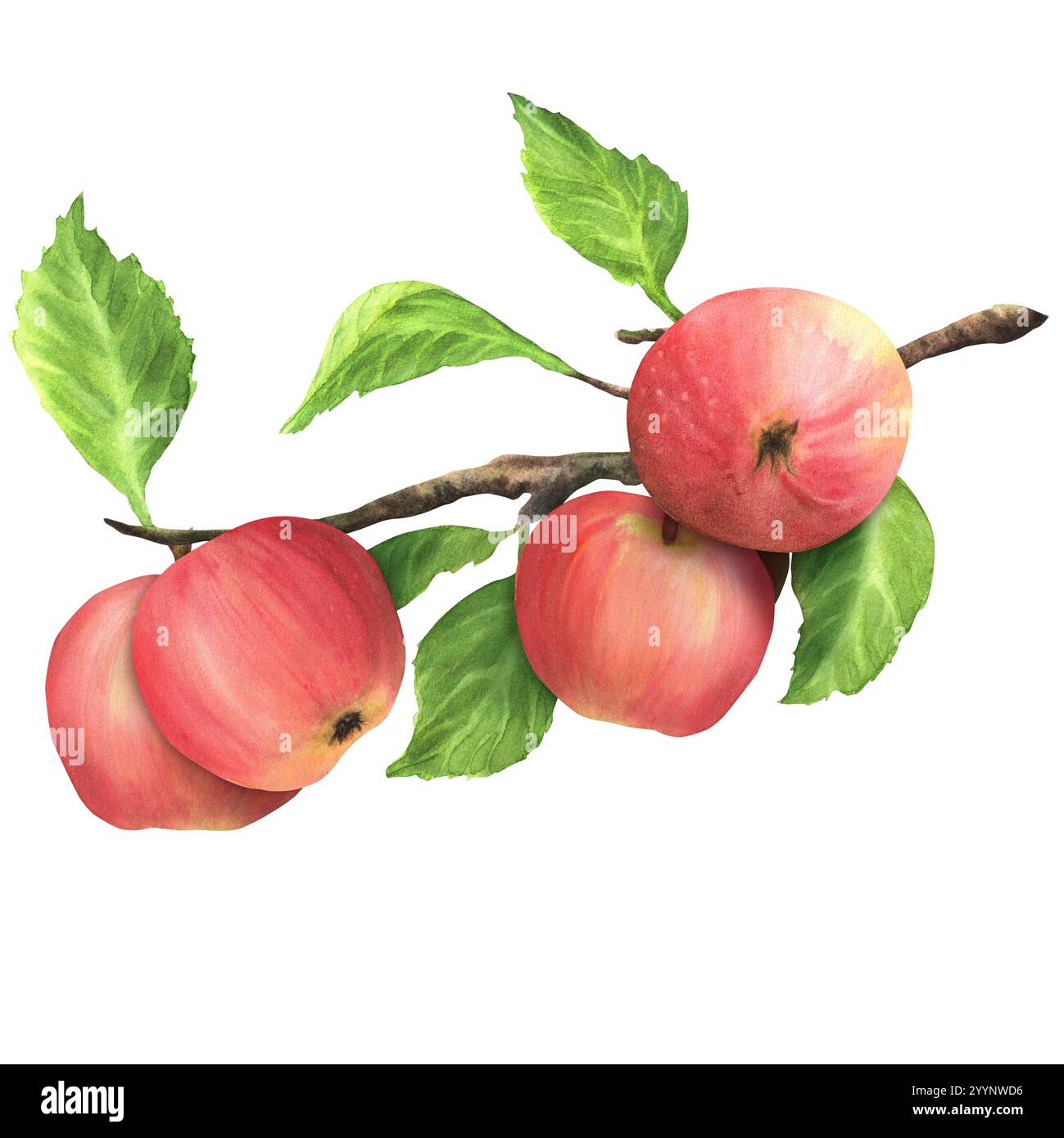 An apple tree branch with four red apples and green leaves. Hand-drawn ...