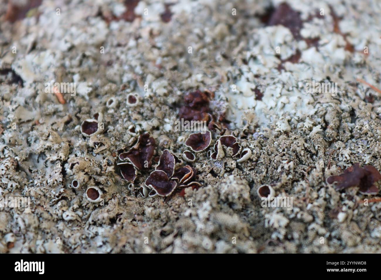 Peppered Rock-shield (Xanthoparmelia conspersa Stock Photo - Alamy