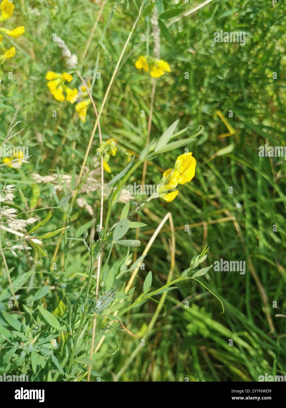 meadow pea (Lathyrus pratensis Stock Photo - Alamy