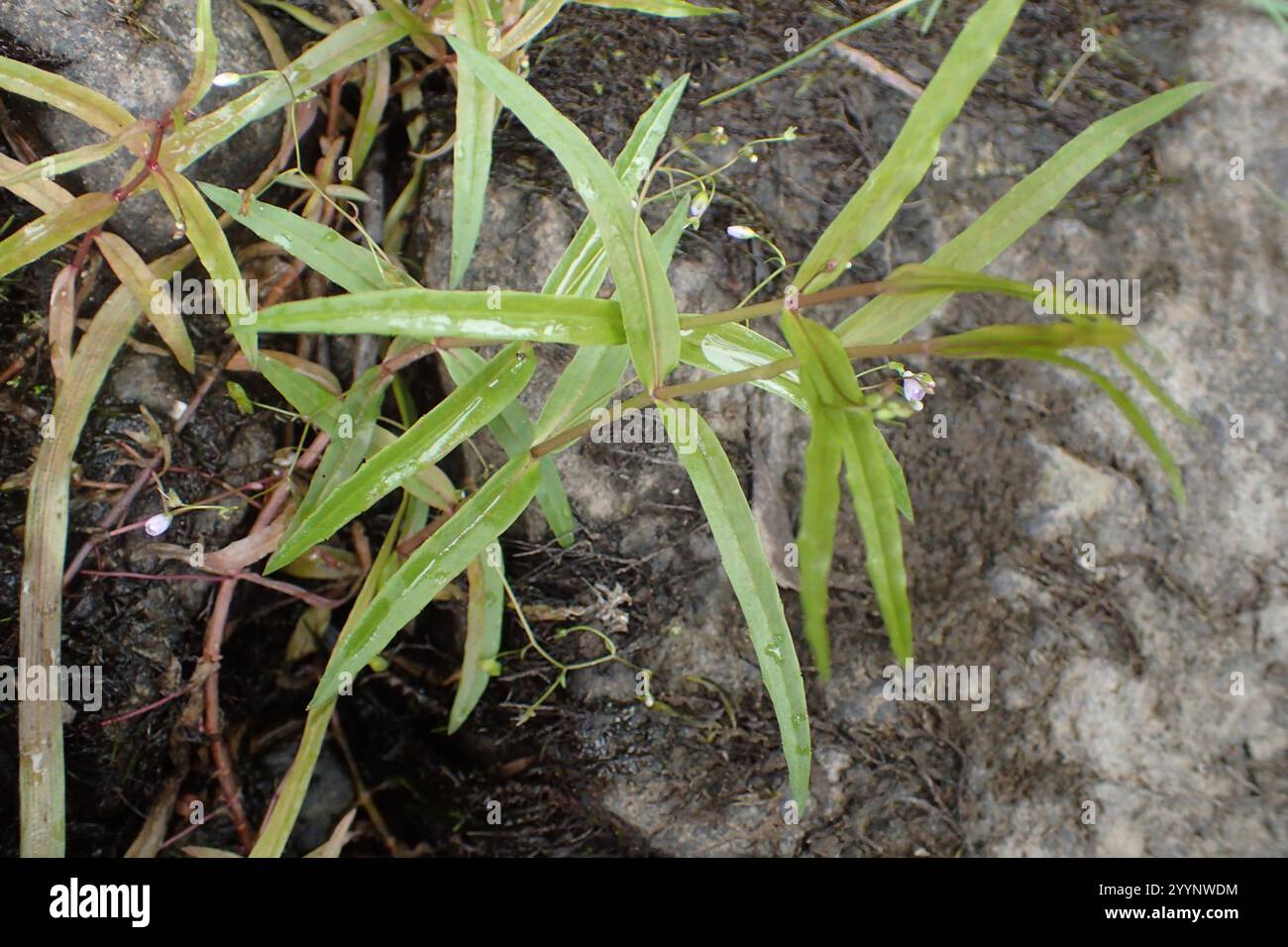 Marsh Speedwell (Veronica scutellata Stock Photo - Alamy