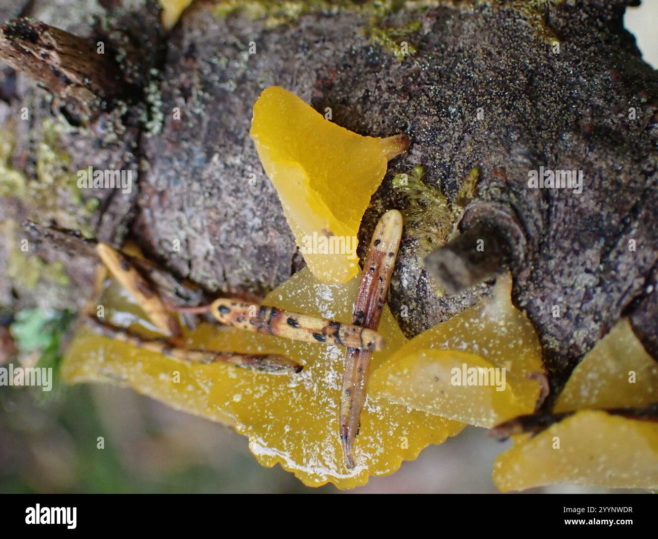 alpine jelly cone (Guepiniopsis alpina Stock Photo - Alamy