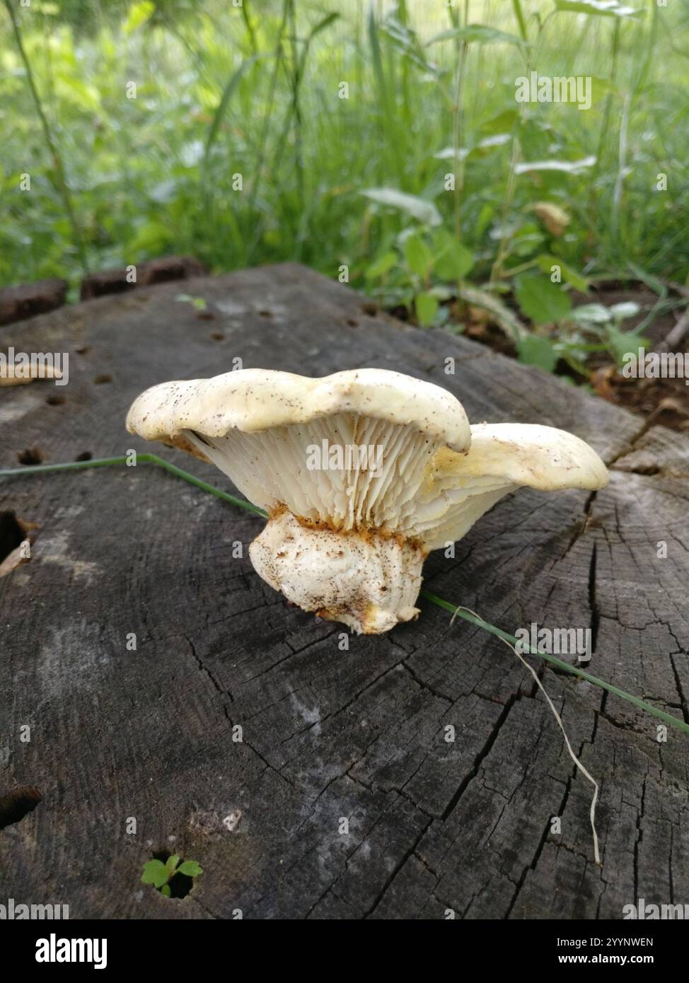 Trainwrecker (Neolentinus lepideus Stock Photo - Alamy