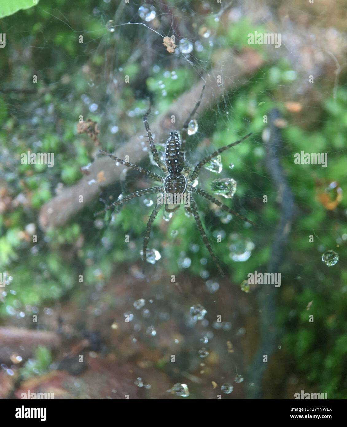 Funnel web wolf spiders hi-res stock photography and images - Alamy