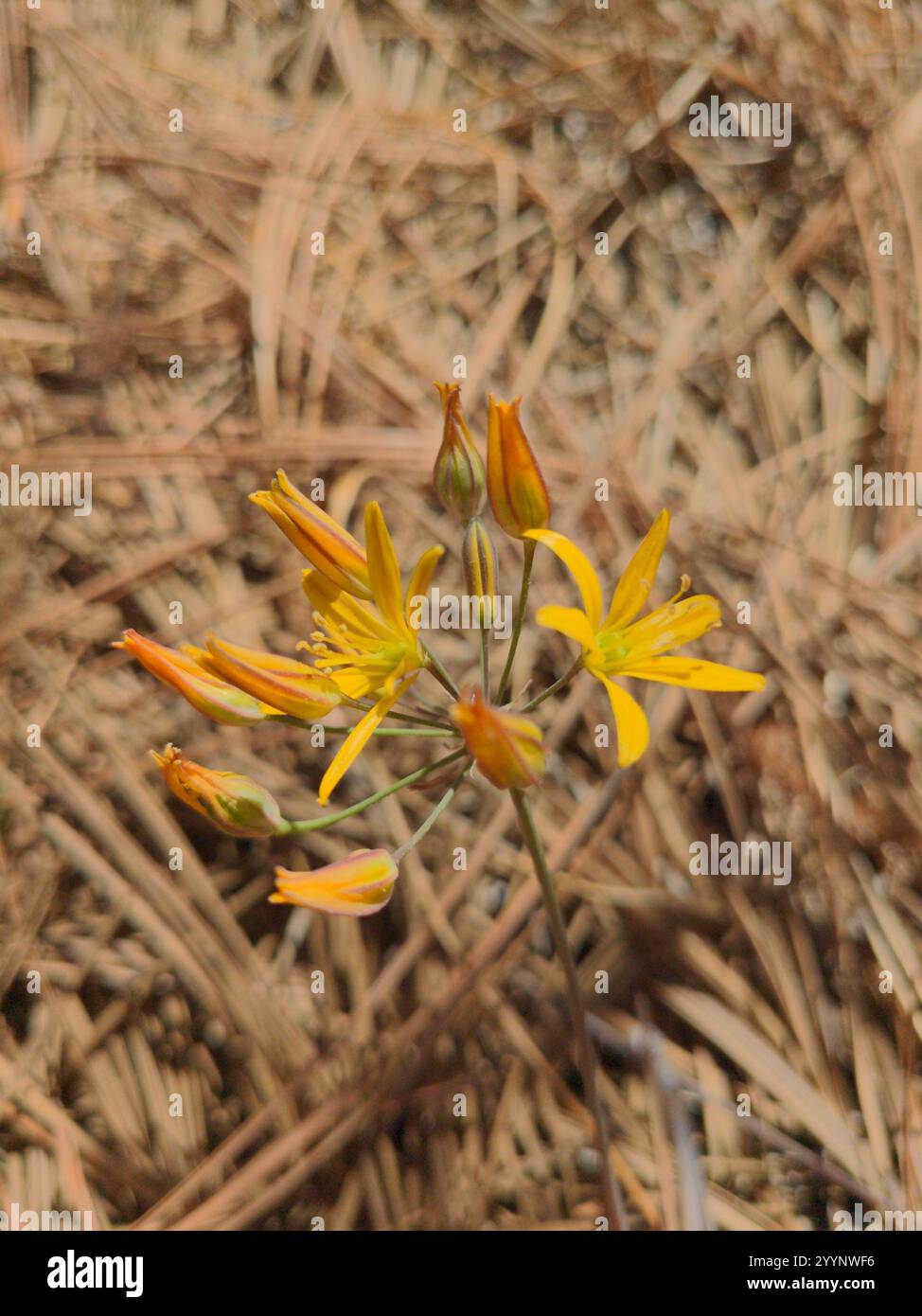 goldenstar (Bloomeria crocea Stock Photo - Alamy