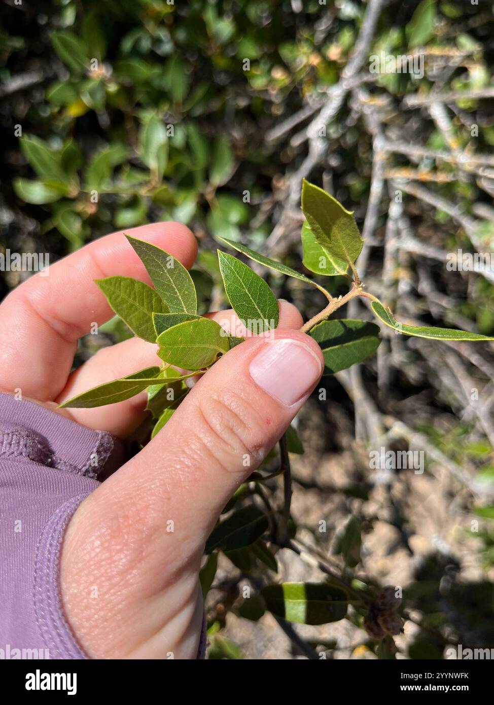 interior live oak (Quercus wislizeni Stock Photo - Alamy