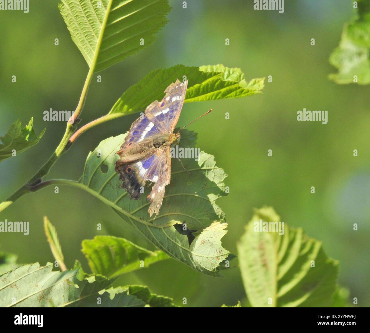Lesser Purple Emperor (Apatura ilia Stock Photo - Alamy