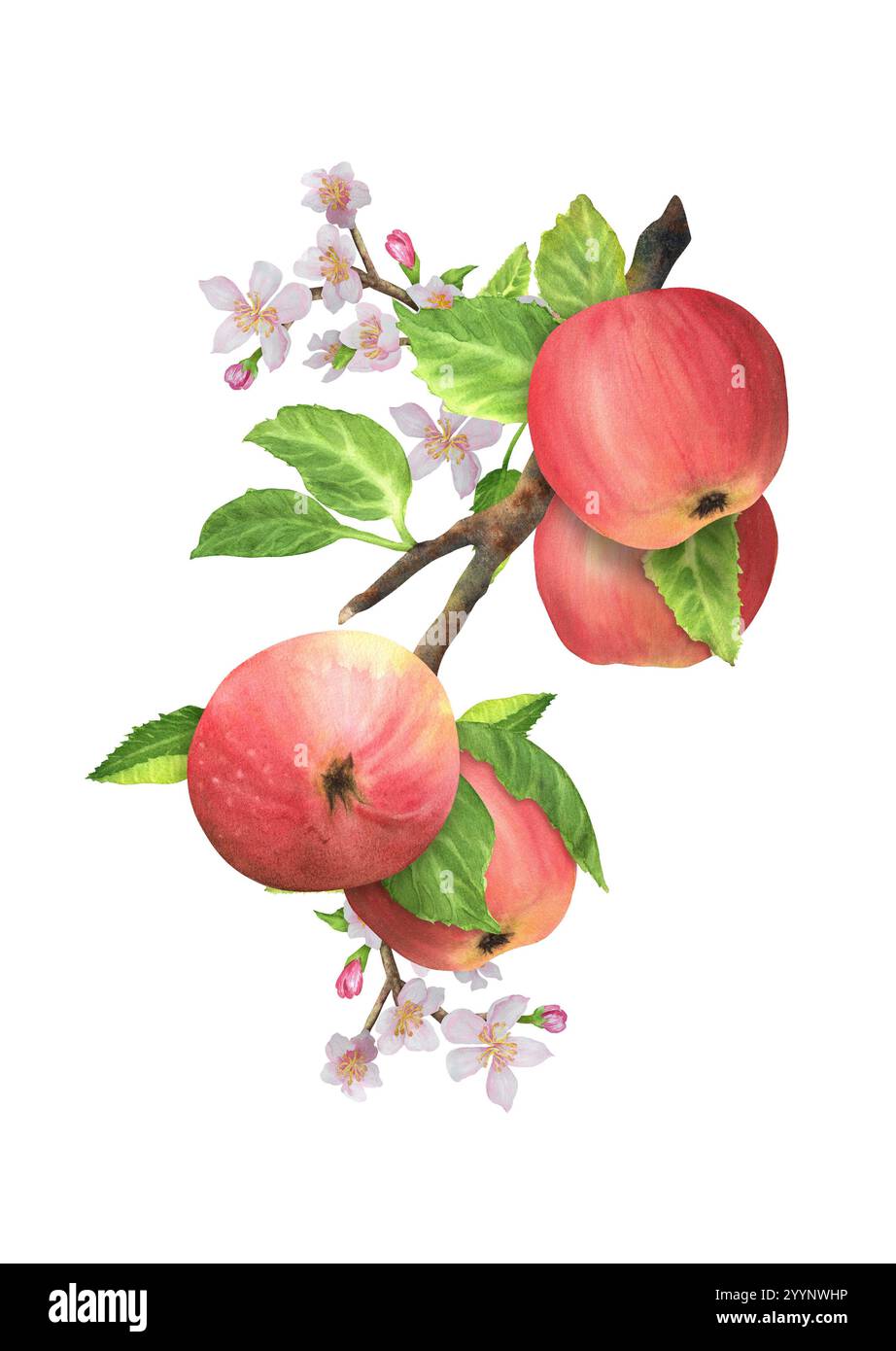 Apple tree branch with apples and blossoms. Garden clipart. Simple ...