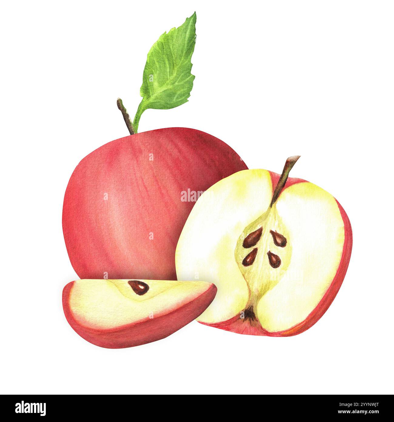 Watercolour clip art hi-res stock photography and images - Alamy