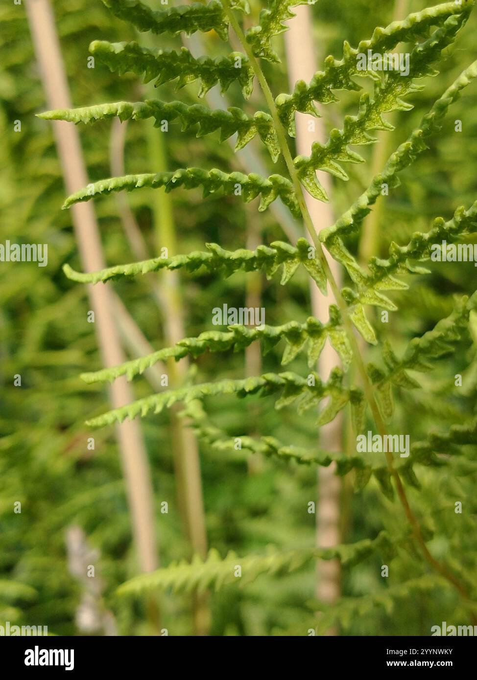 marsh fern (Thelypteris palustris Stock Photo - Alamy
