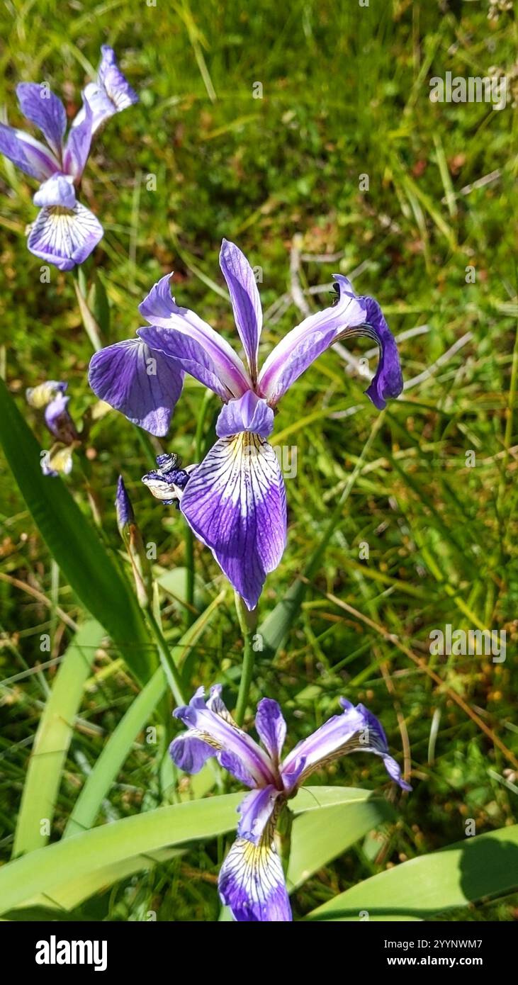 northern blue flag (Iris versicolor Stock Photo - Alamy