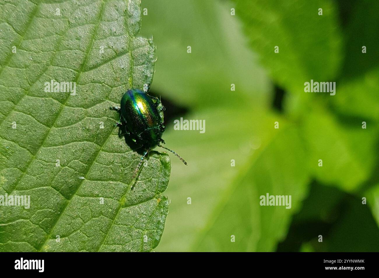 Dead-nettle Leaf Beetle (Fasta fastuosa Stock Photo - Alamy