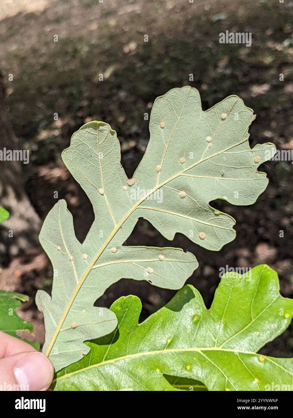 oak flake gall wasp (Neuroterus quercusverrucarum Stock Photo - Alamy
