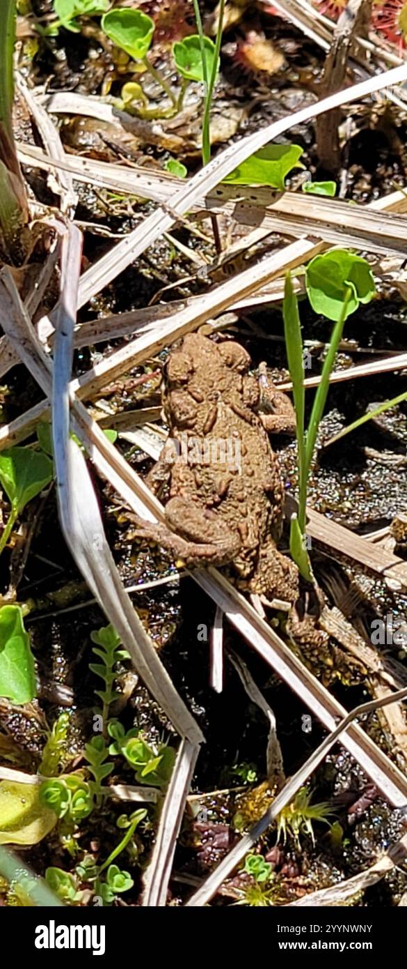 Western Toad (Anaxyrus boreas Stock Photo - Alamy