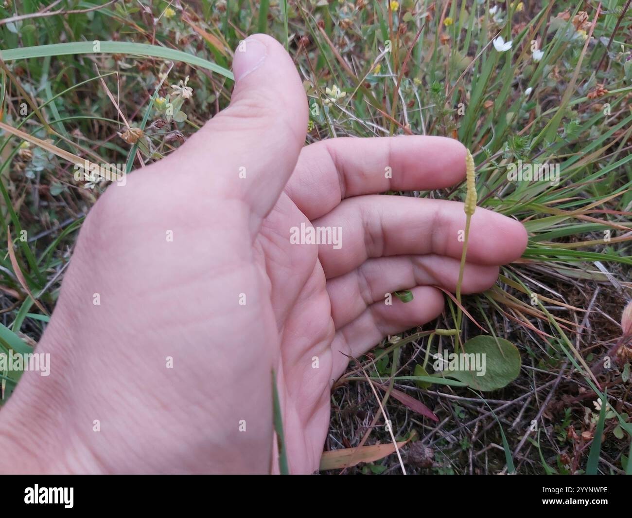 southern adder's-tongue (Ophioglossum vulgatum Stock Photo - Alamy