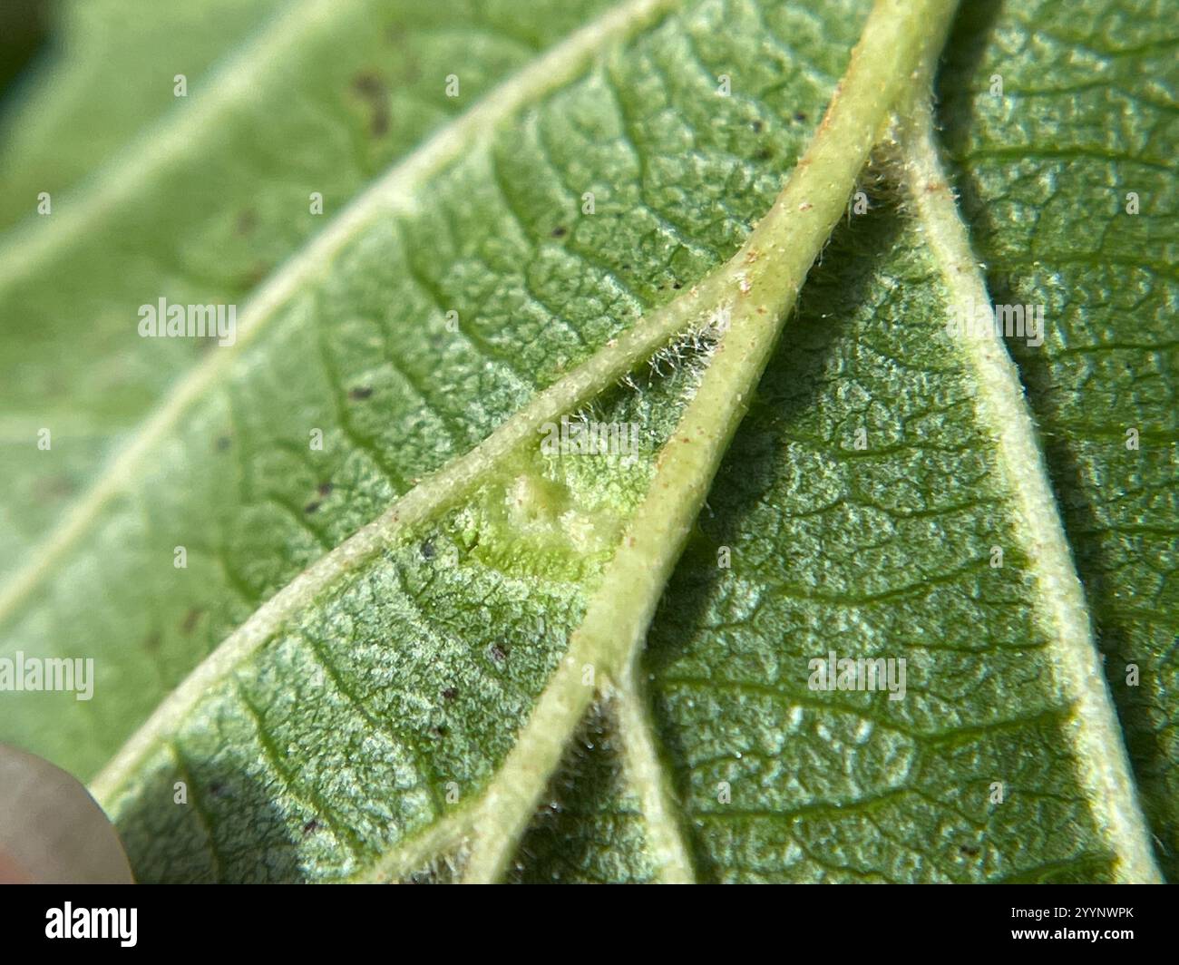 Gall and Rust Mites (Eriophyidae Stock Photo - Alamy
