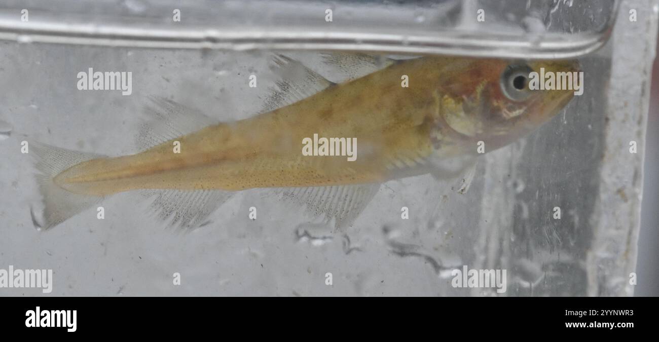 Pacific Tomcod (Microgadus proximus Stock Photo - Alamy
