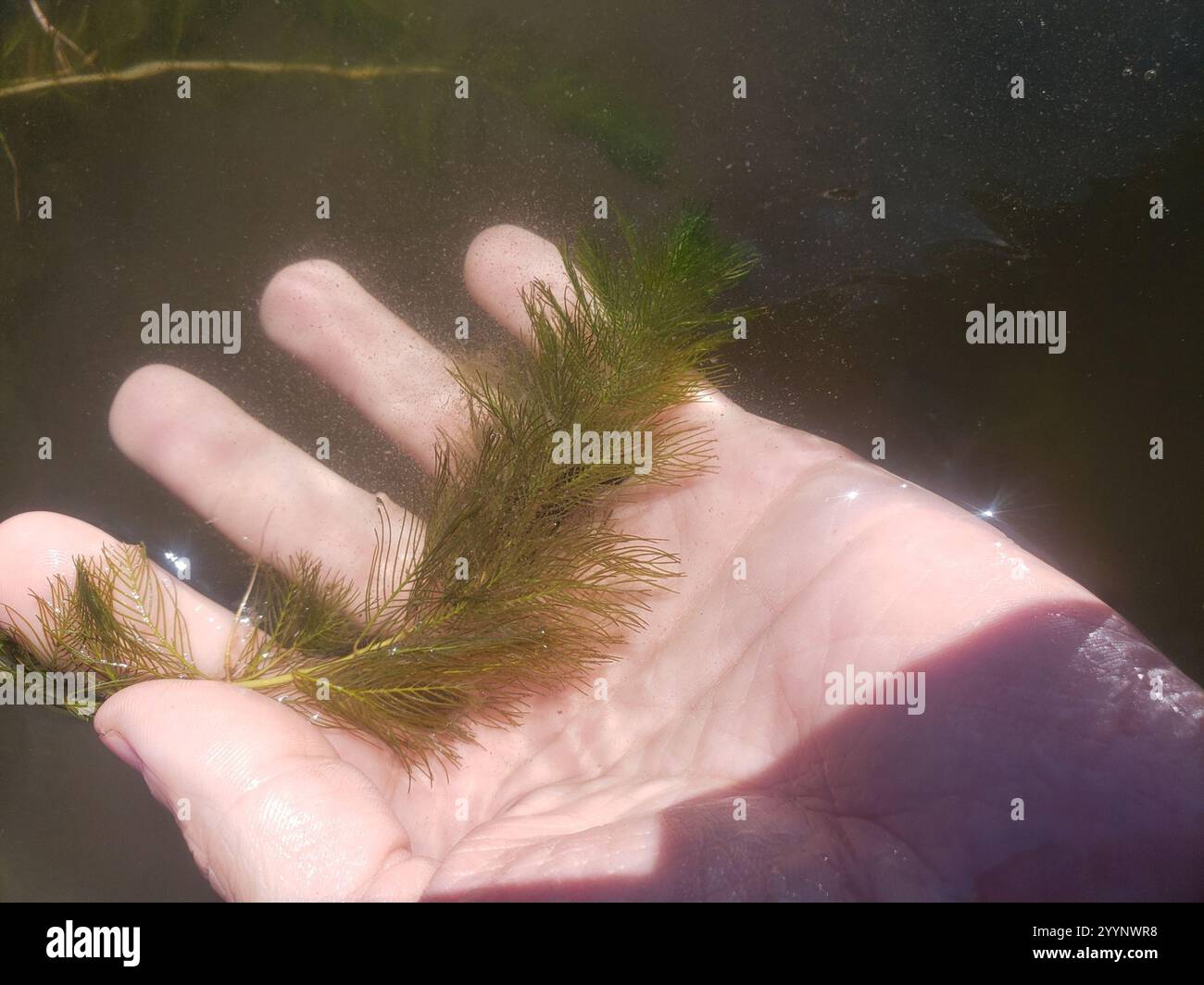 Eurasian water-milfoil (Myriophyllum spicatum Stock Photo - Alamy