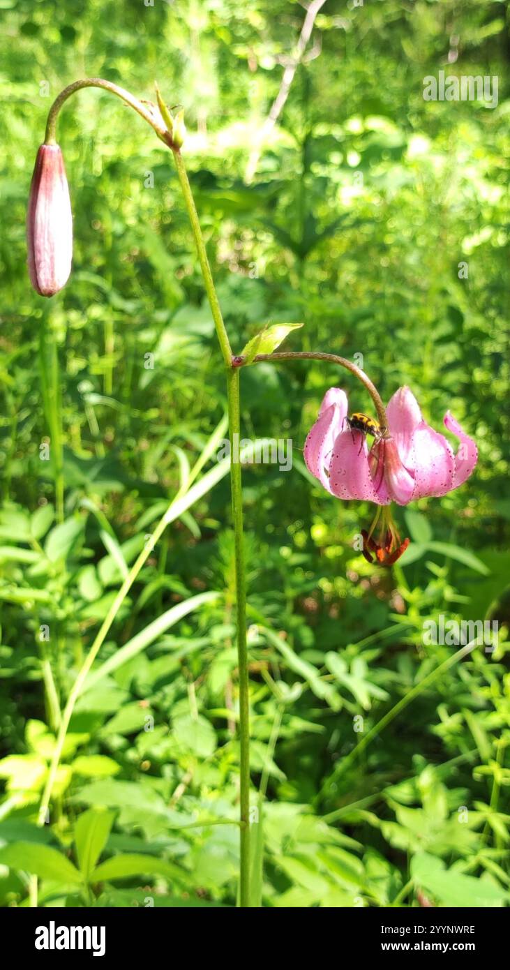Lilium pilosiusculum hi-res stock photography and images - Alamy