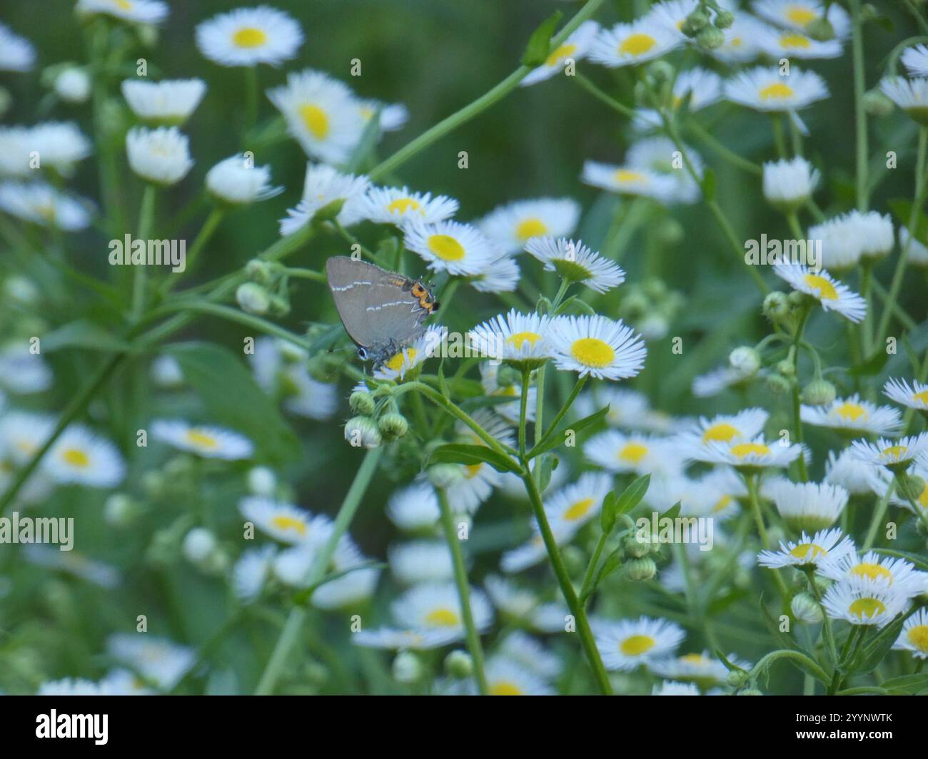 White-letter Hairstreak (Satyrium w-album Stock Photo - Alamy