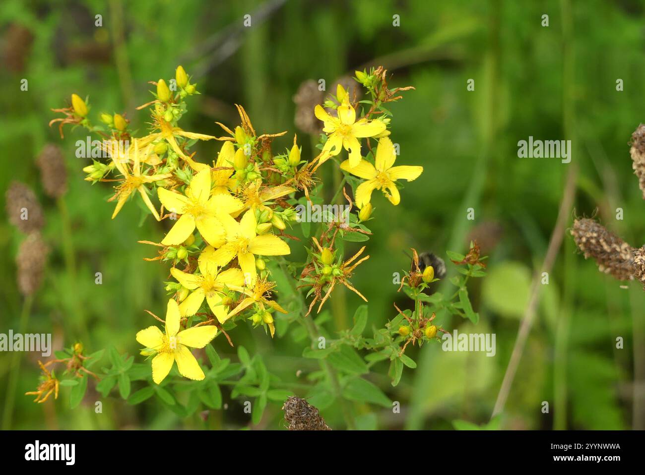 Sitka Bumble Bee (Bombus sitkensis Stock Photo - Alamy