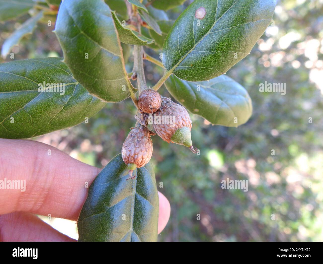 coast live oak (Quercus agrifolia Stock Photo - Alamy