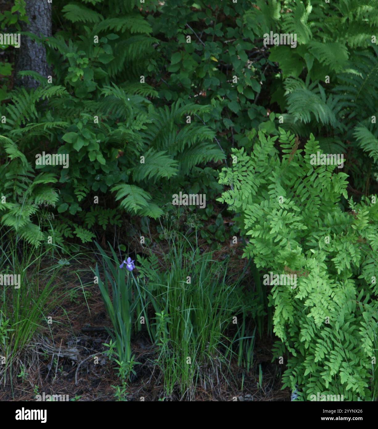 northern blue flag (Iris versicolor Stock Photo - Alamy