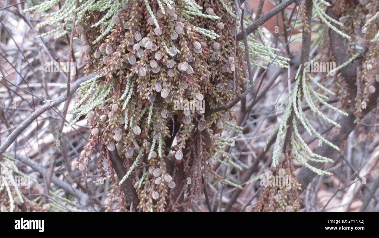 Australian native currant (Acrotriche depressa Stock Photo - Alamy