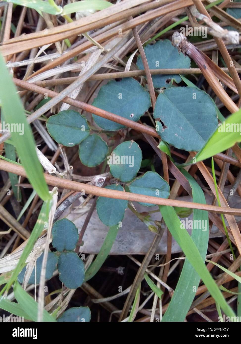 Running Postman (Kennedia prostrata Stock Photo - Alamy