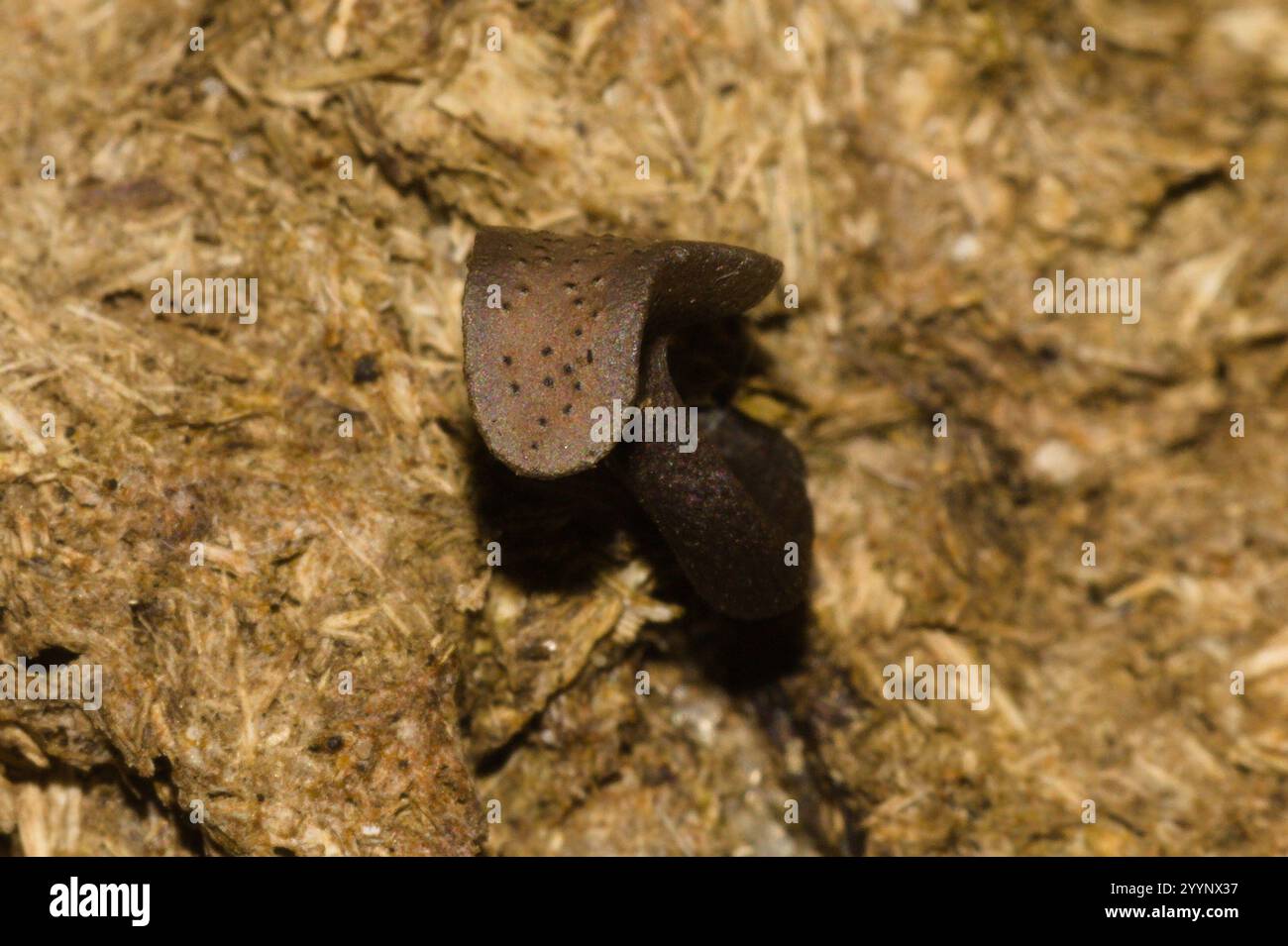 Poronia hi-res stock photography and images - Alamy