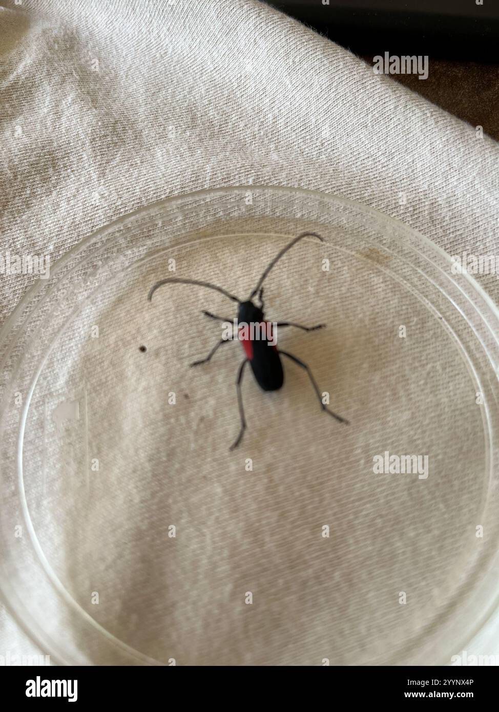 Red Triangle Long-horned Beetle (Purpuricenus humeralis Stock Photo - Alamy